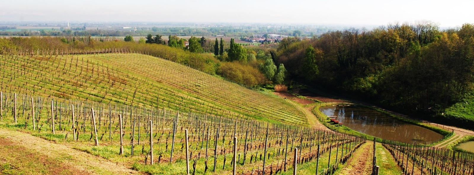 Игристое вино Vigneto Due Santi, Zonta, Prosecco, Extra Dry купить ...